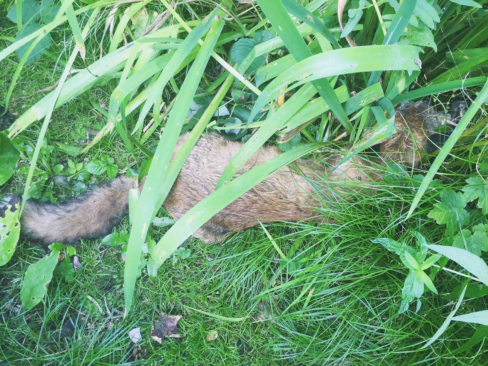 Thursday Fox | Living in the future present